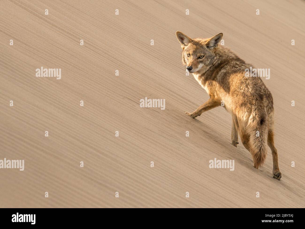 A coyote pauses to look at the camera while climbing a sand dune on ...