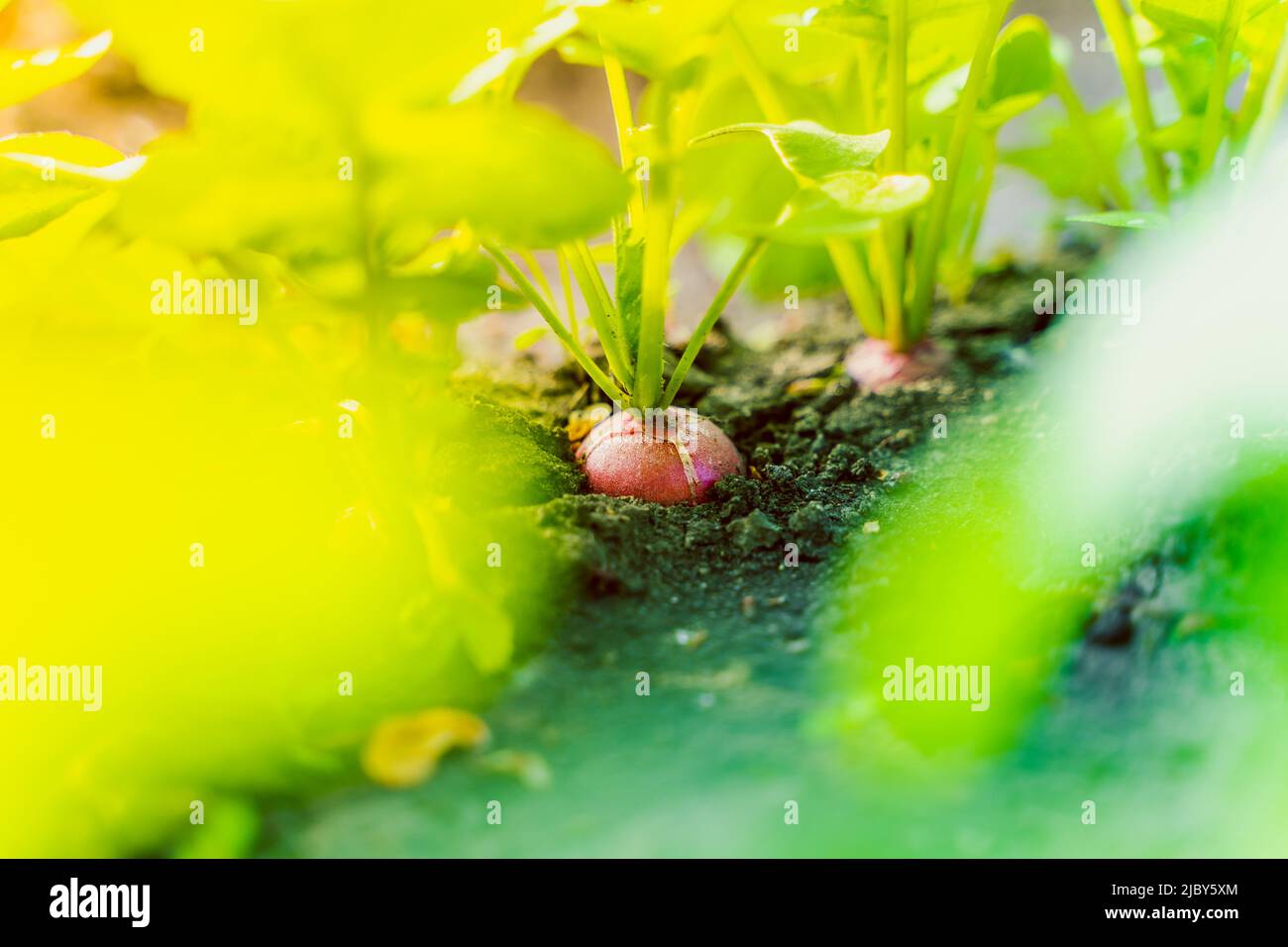 A beautiful large close-up radish root crop grows on a home garden bed ...
