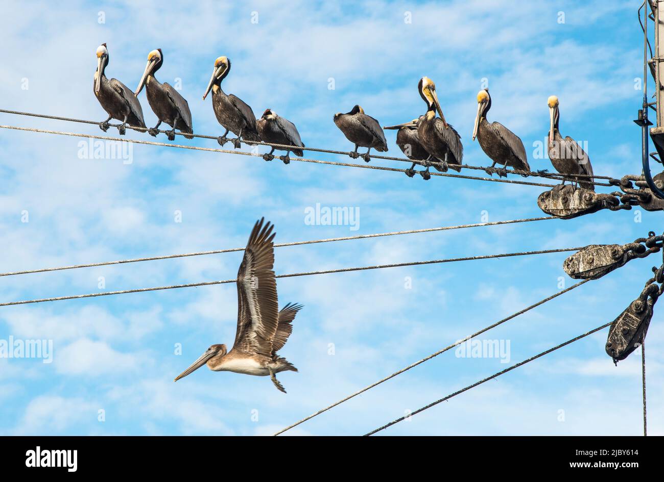 A group of brown pelicans perches on a fishing boat on the wharf of ...