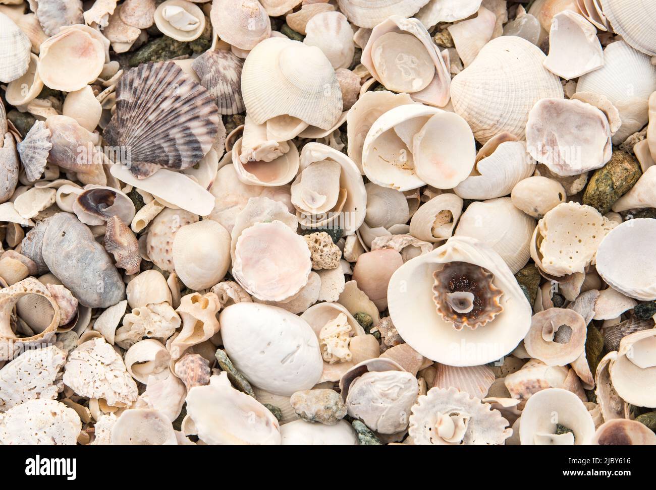 A collection of seashells washed up on a beach in Baja California Sur ...