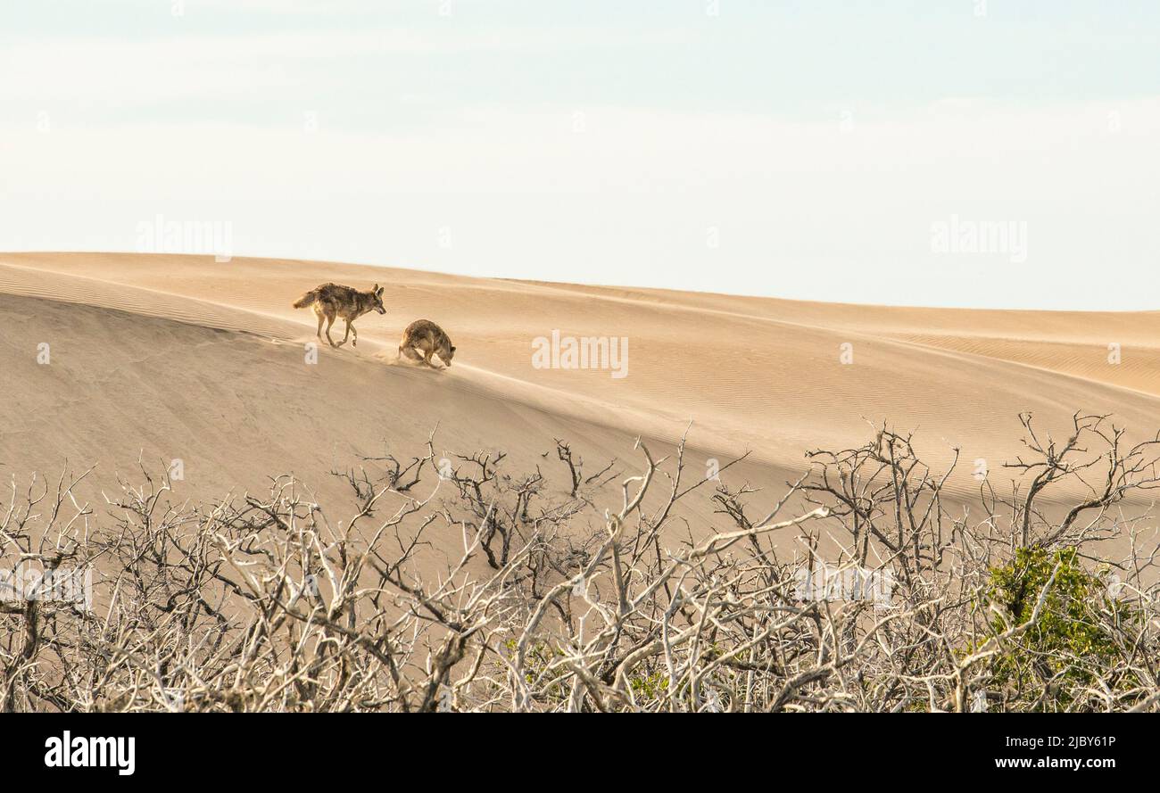 Two coyotes running on the sand dunes of Magdalena Island, Baja ...