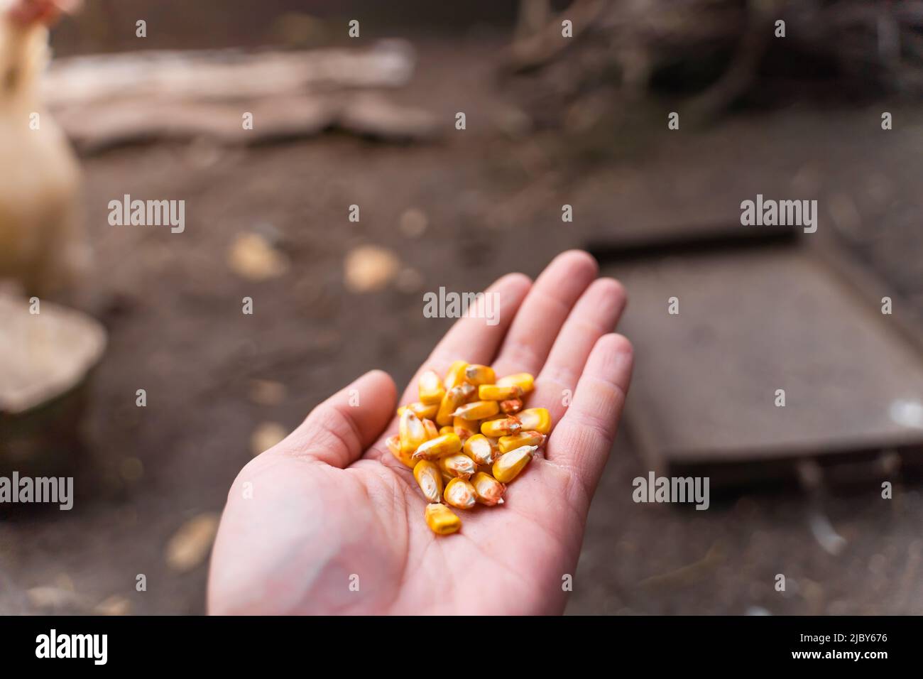 Close-up of corn grains on the palm of the hand with a blurred ...