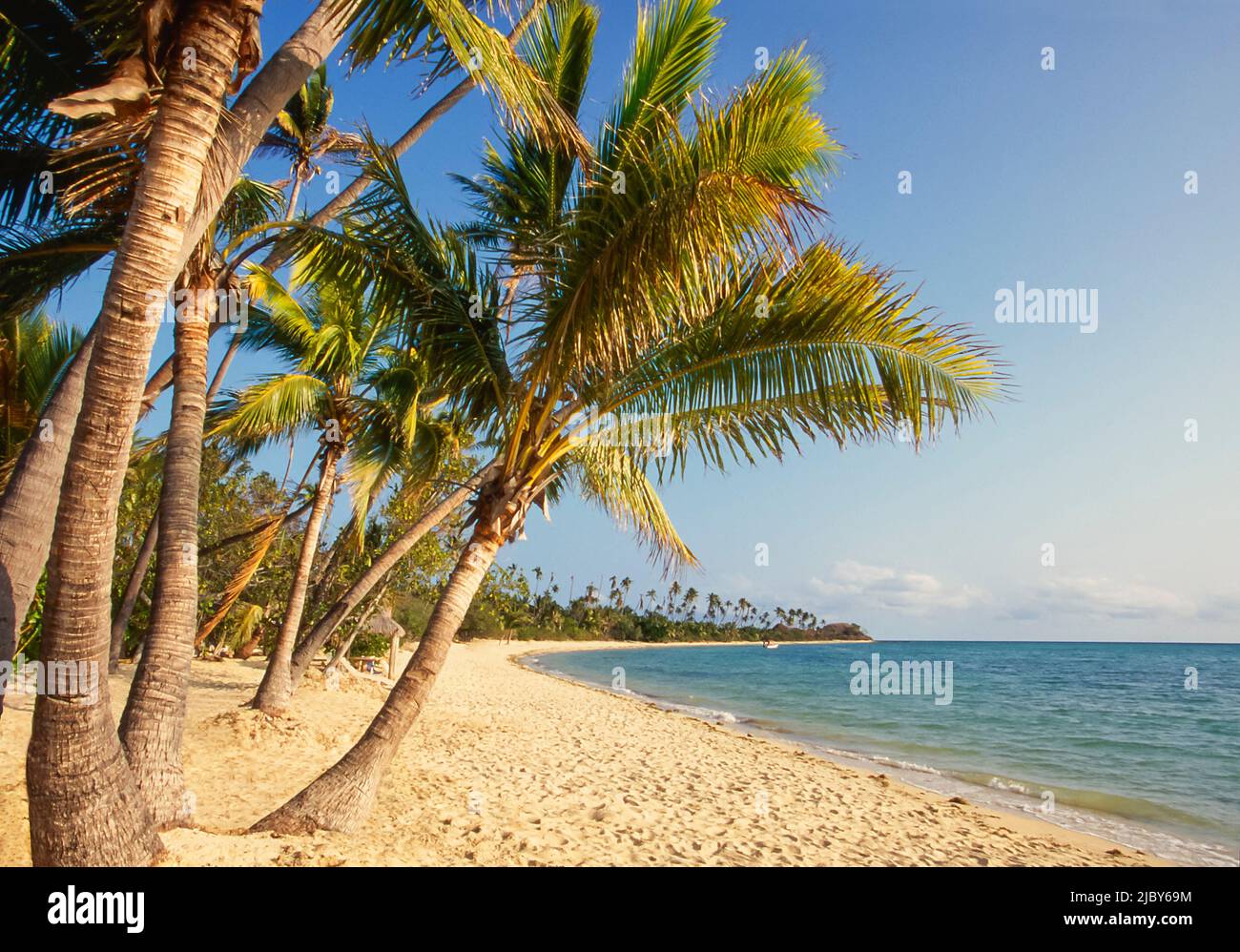 Palm Trees lining the beach in Fiji Stock Photo - Alamy