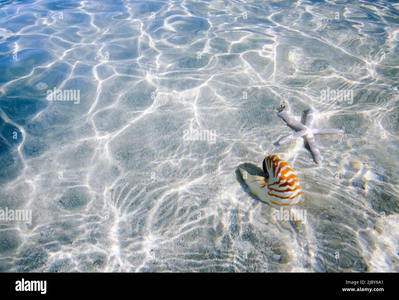 Nautilus Shell and Starfish in Tropical Water Stock Photo - Alamy