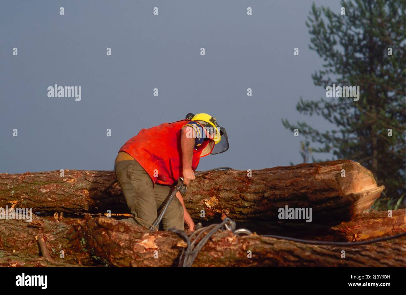 Man securing steel rope around logs in forestry Stock Photo - Alamy