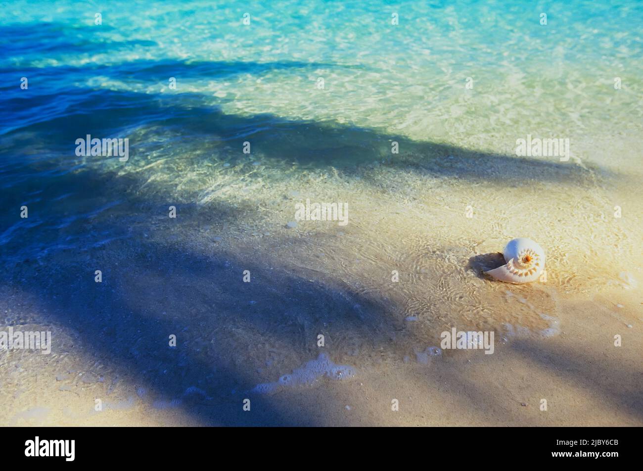 Nautilus shell and starfish in tropical water Stock Photo - Alamy