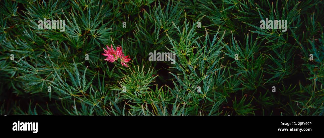 Chinese maple tree hi-res stock photography and images - Alamy