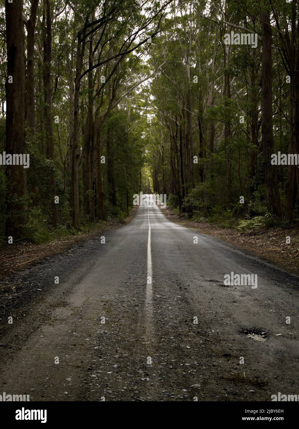 Forest road running from rough to smooth with road highlighted in ...