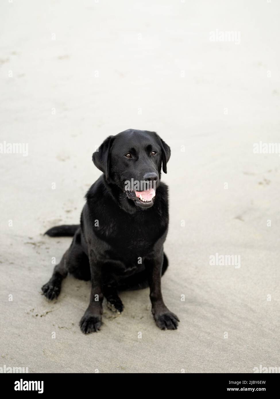 Black Labrador sitting on the sand Stock Photo - Alamy