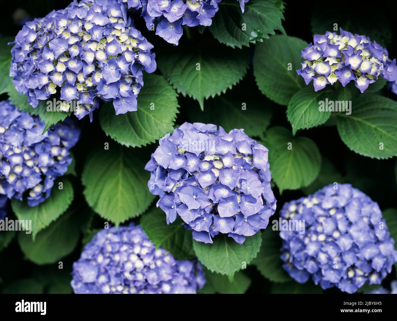 Hydrangea bush in full bloom hi-res stock photography and images - Alamy