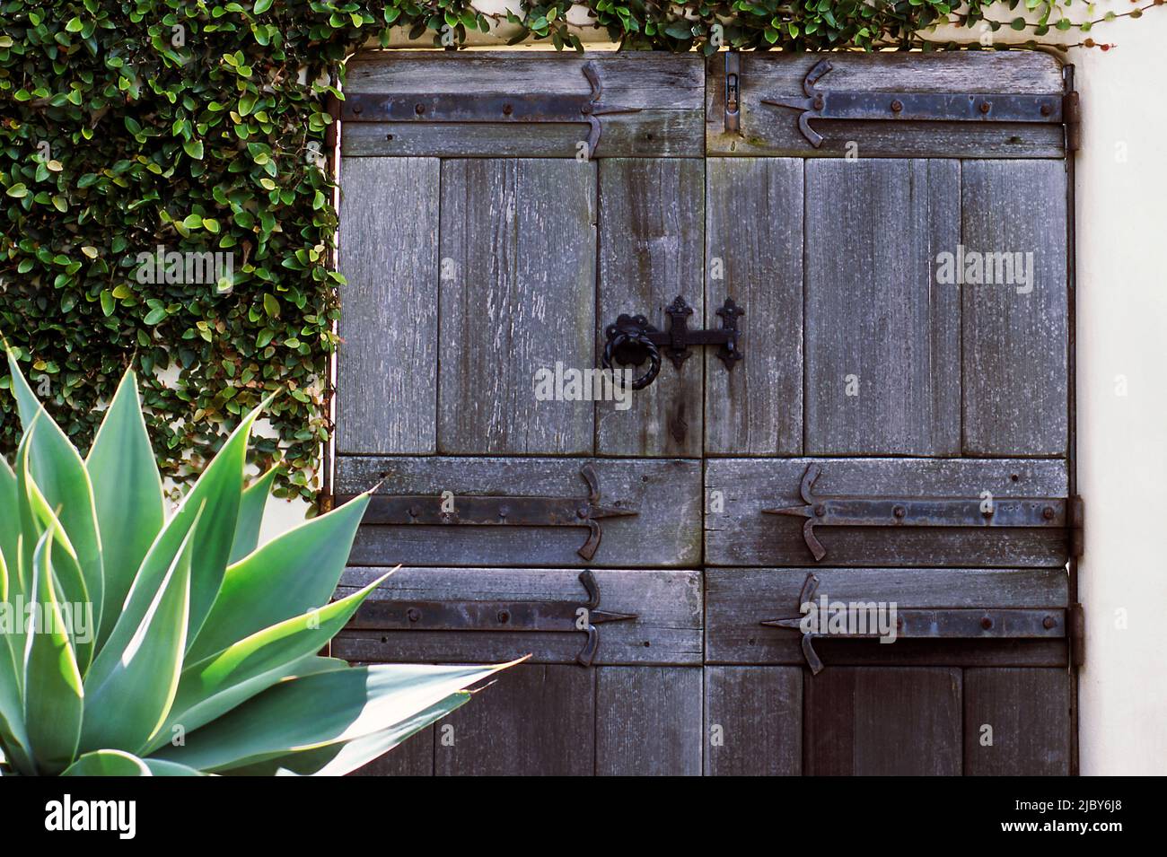 Old wooden stable doors set in wall covered in creeping vine Stock ...
