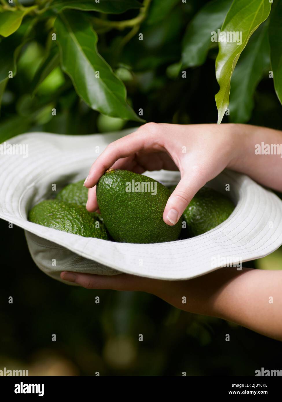 Young woman picking avocados and placing them in hat Stock Photo - Alamy