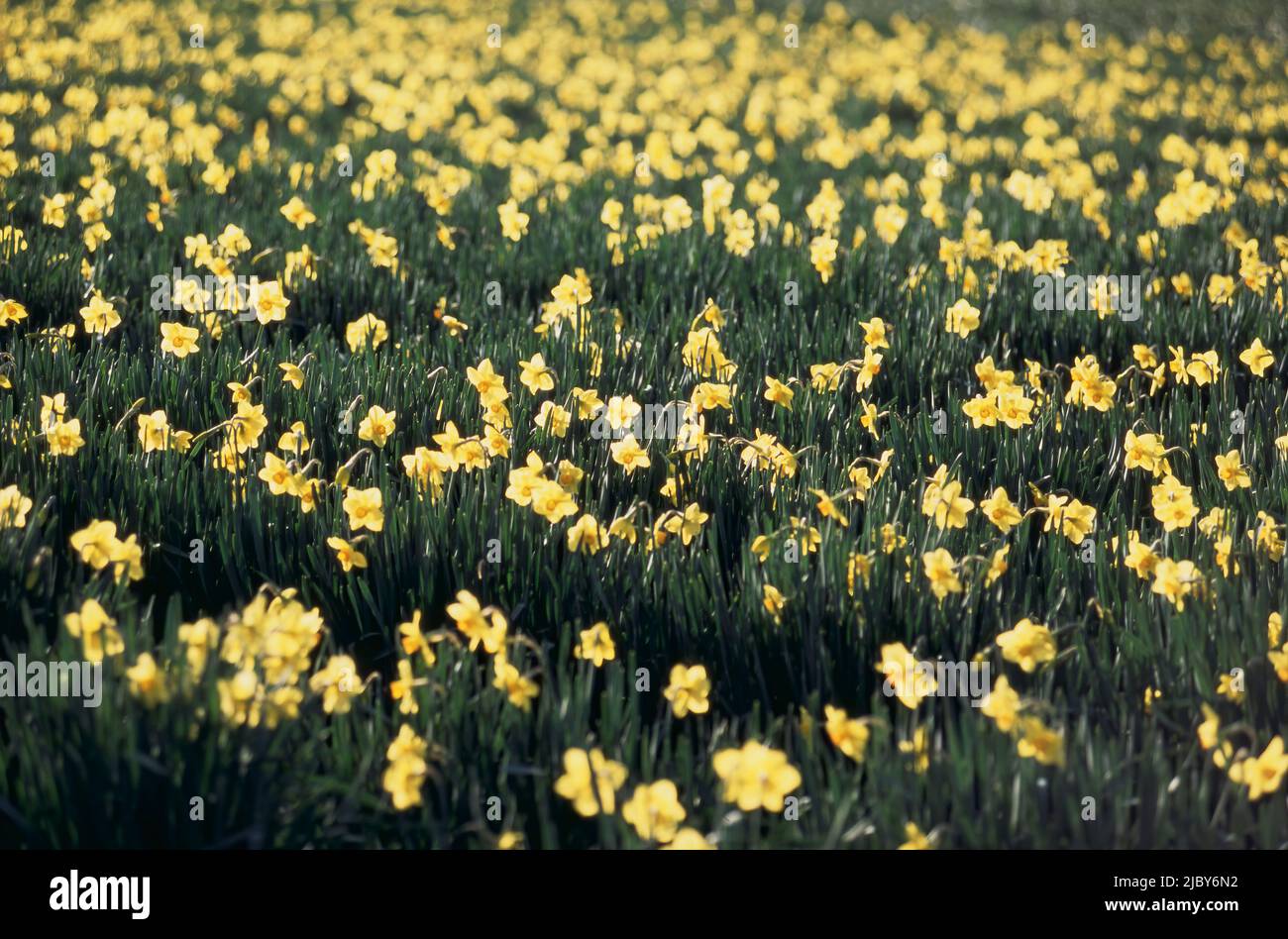Daffodils industry hi-res stock photography and images - Alamy
