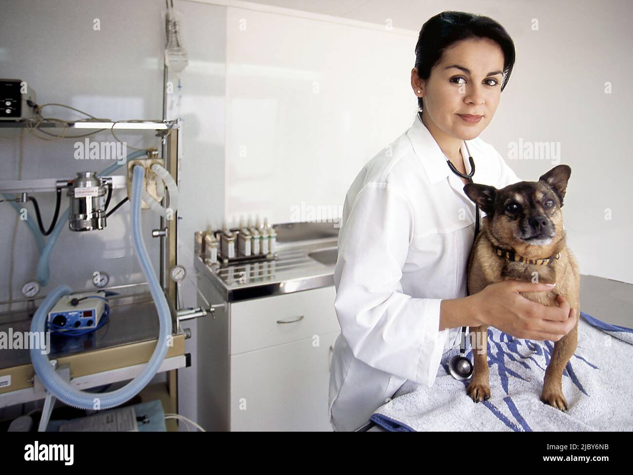 Female vet assessing small dog in clinic Stock Photo - Alamy