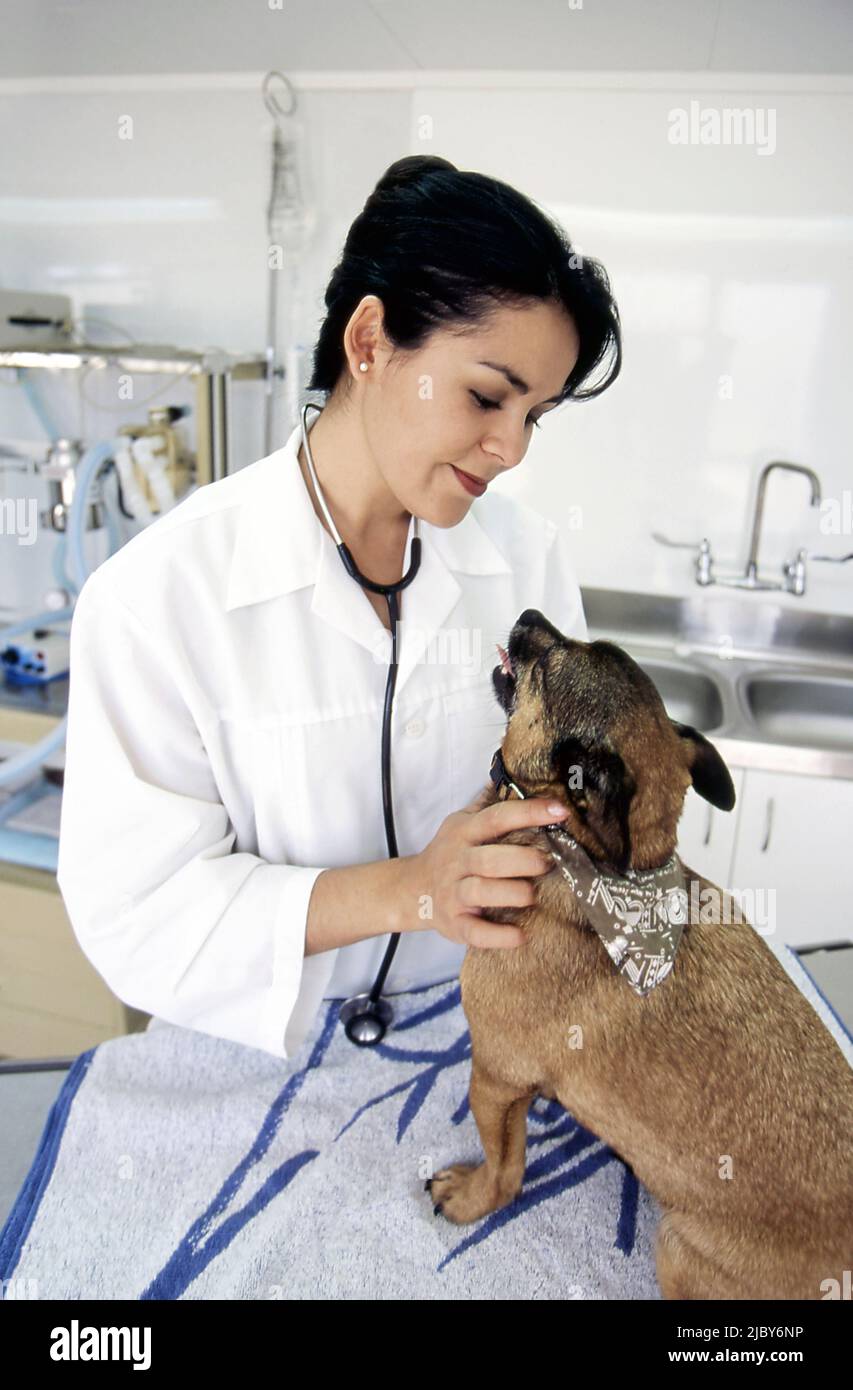 Female veterinarian assessing health hi-res stock photography and ...