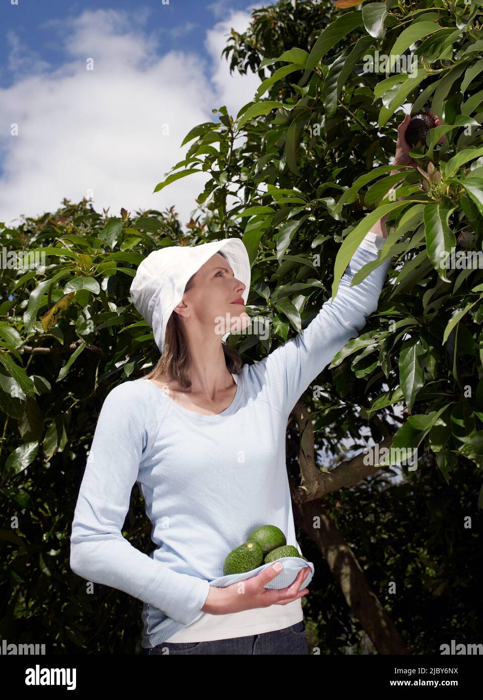 Woman picking Avocados from tree Stock Photo - Alamy