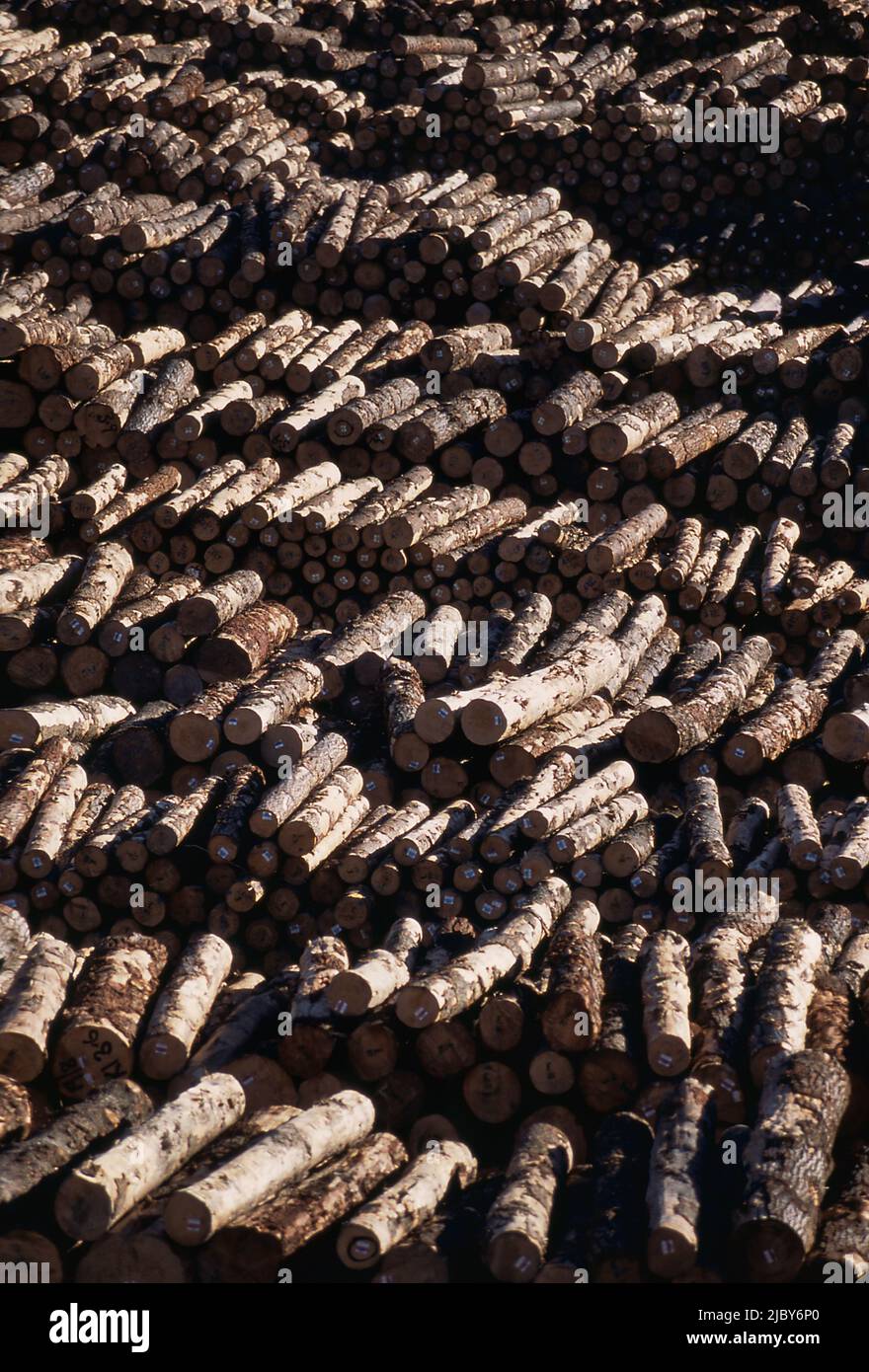 Aerial of logs stacked ready for export Stock Photo - Alamy