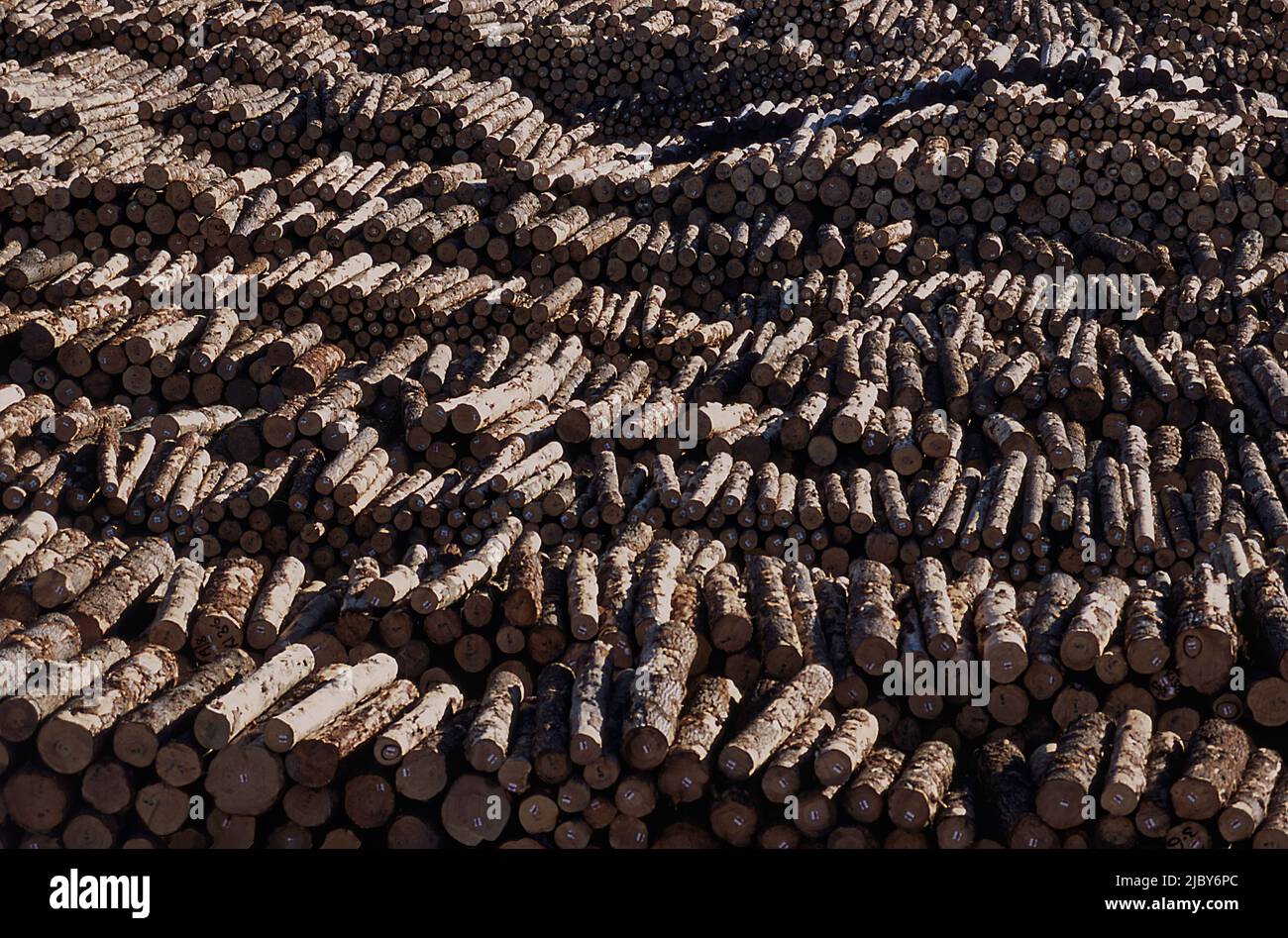 Aerial of logs stacked ready for export Stock Photo - Alamy