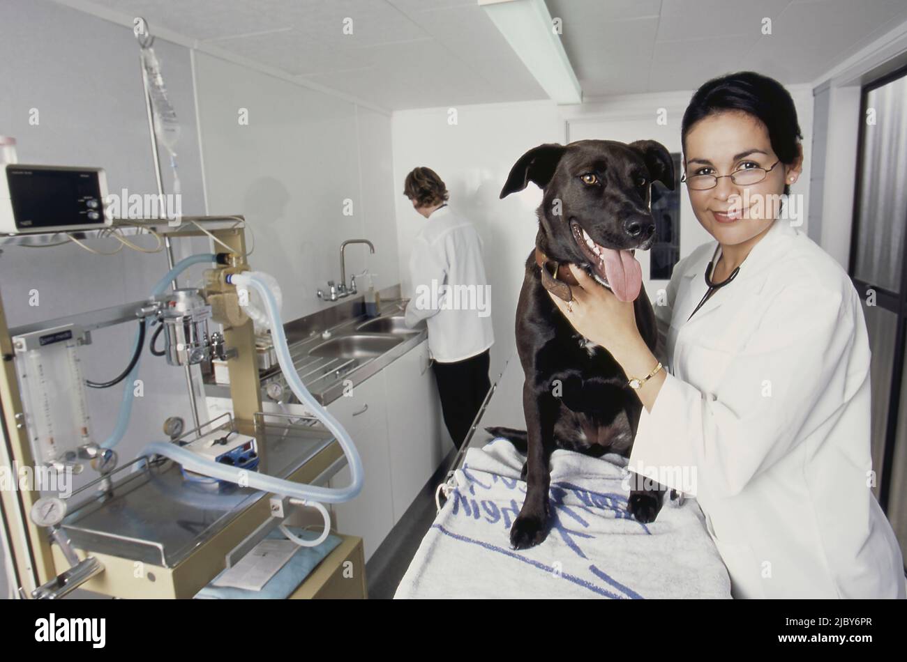 Female vet assessing black dog in vet clinic Stock Photo - Alamy