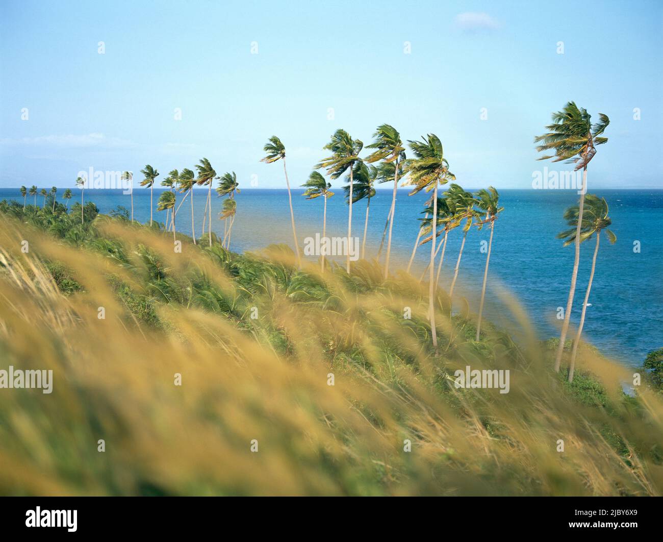 Palm trees on side of hill and ocean views on Plantation Island, Fiji ...