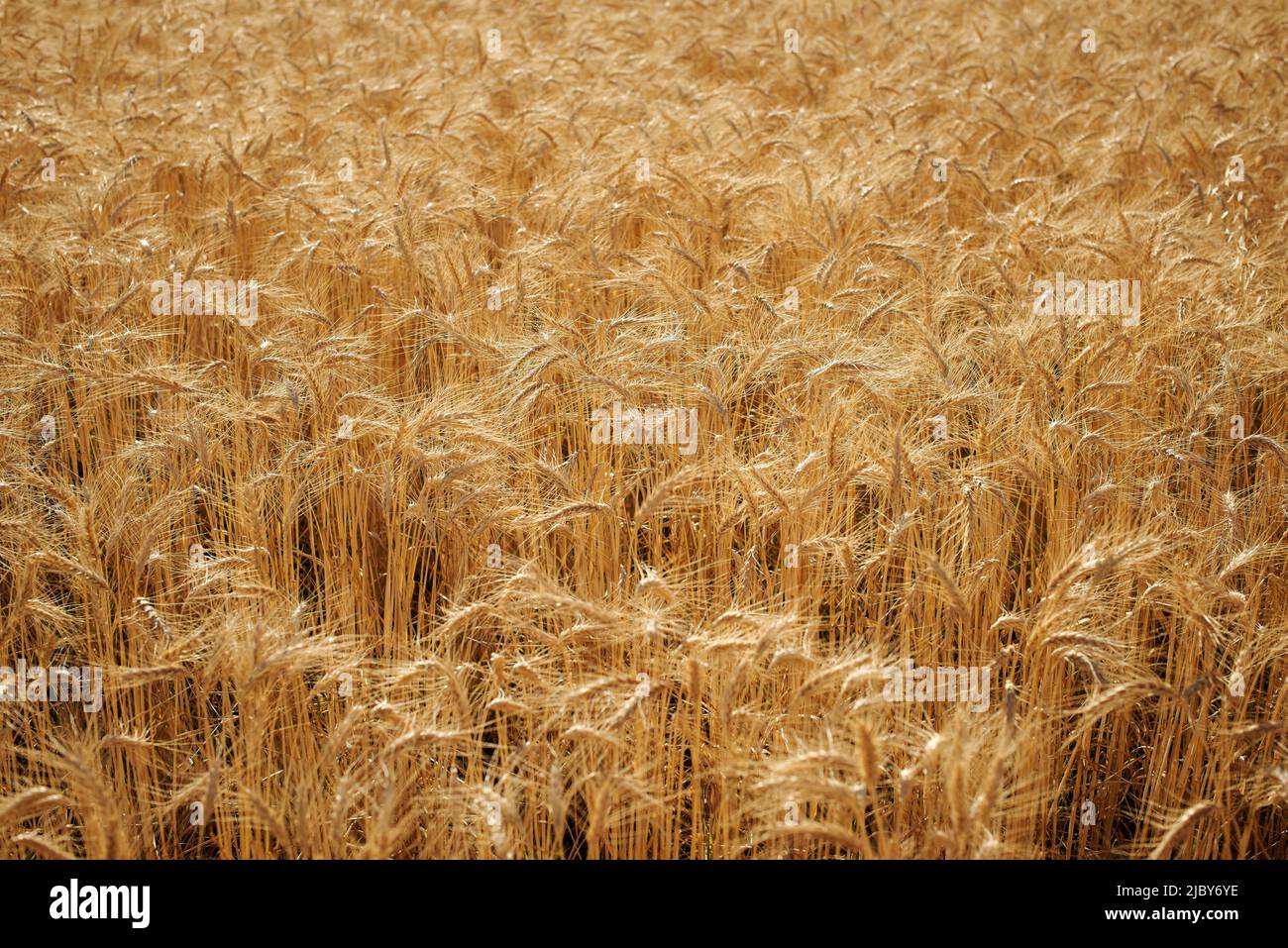 Close up of barley growing in field Stock Photo - Alamy
