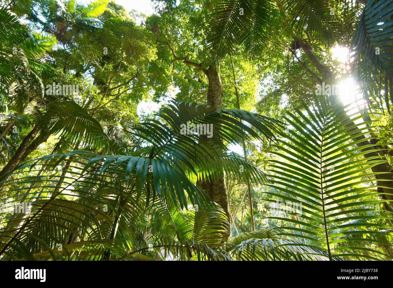 Rainforest Canopy Background