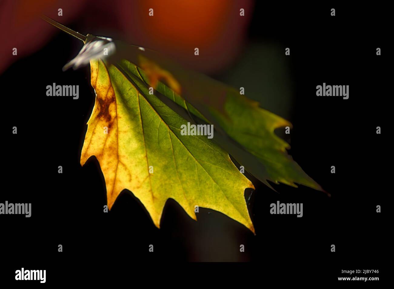 Close up colours hi-res stock photography and images - Alamy