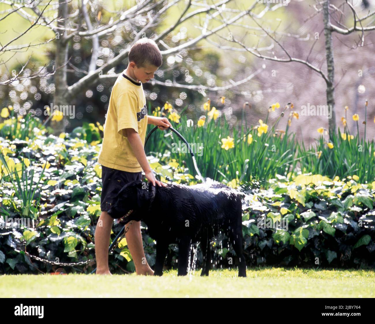 Boy washing dog hi-res stock photography and images - Alamy