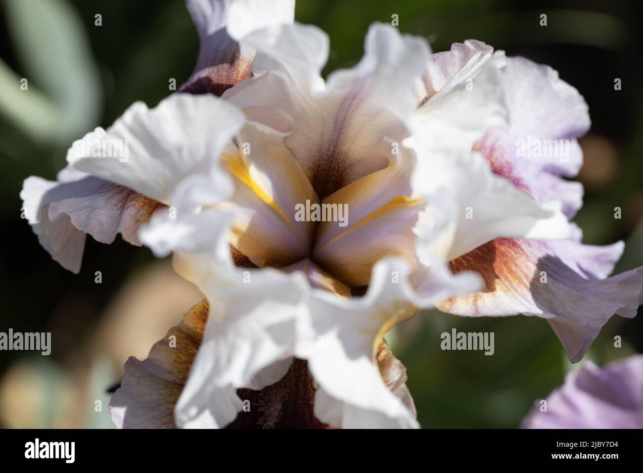 Iris 'Heart of Hearts' Stock Photo - Alamy