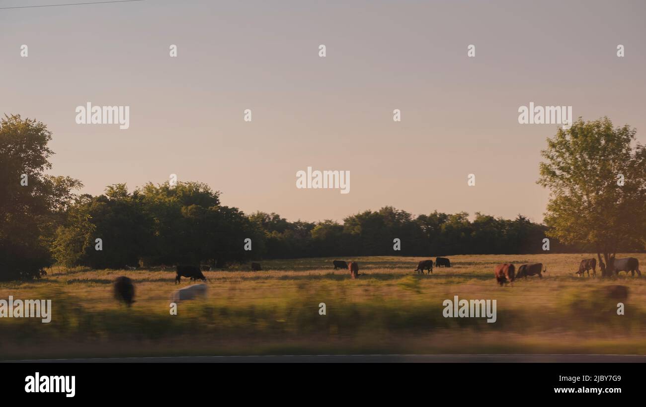 Cattle grazing an open pasture on the side of the highway somewhere in ...