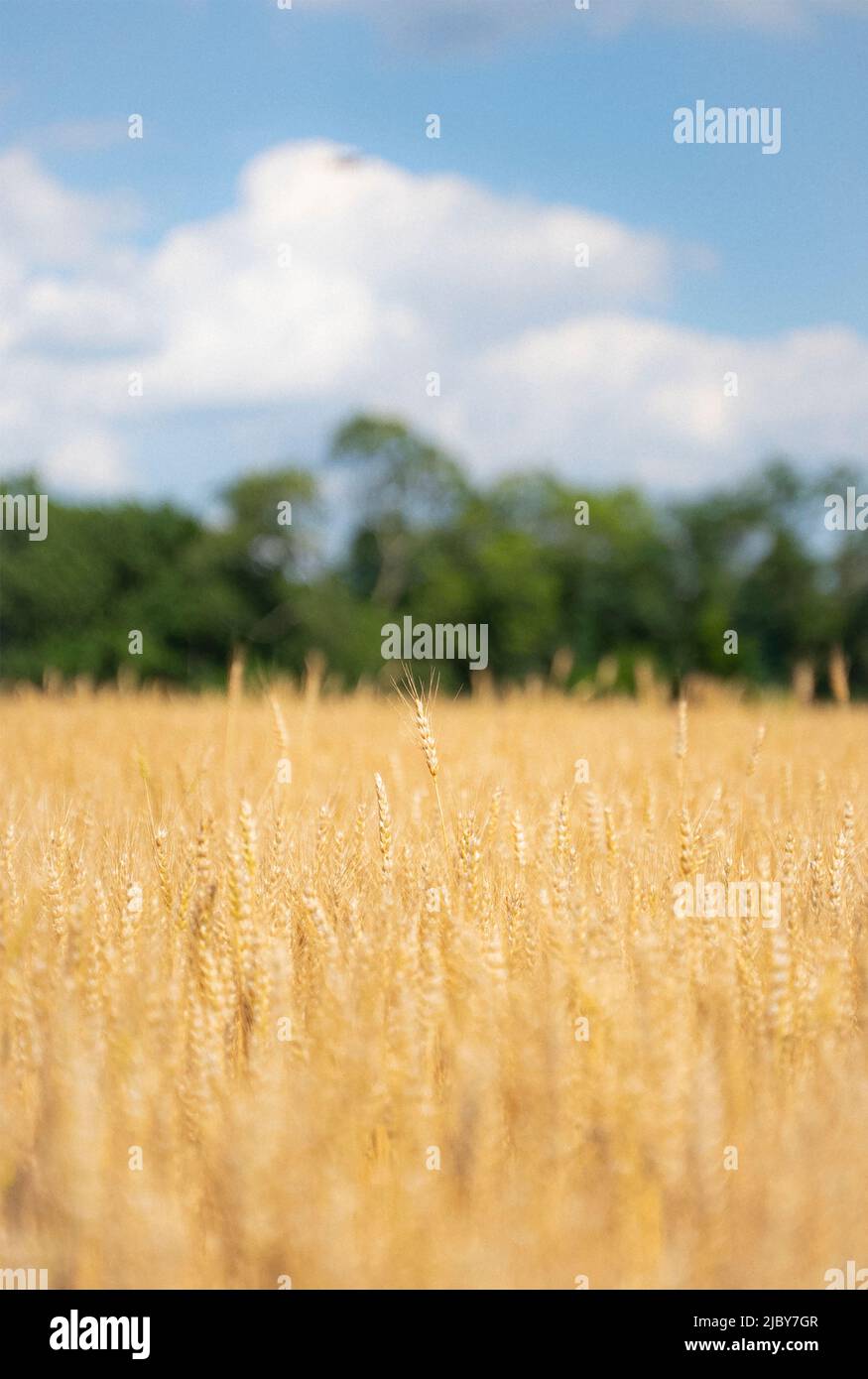 Strand wheat hi-res stock photography and images - Alamy