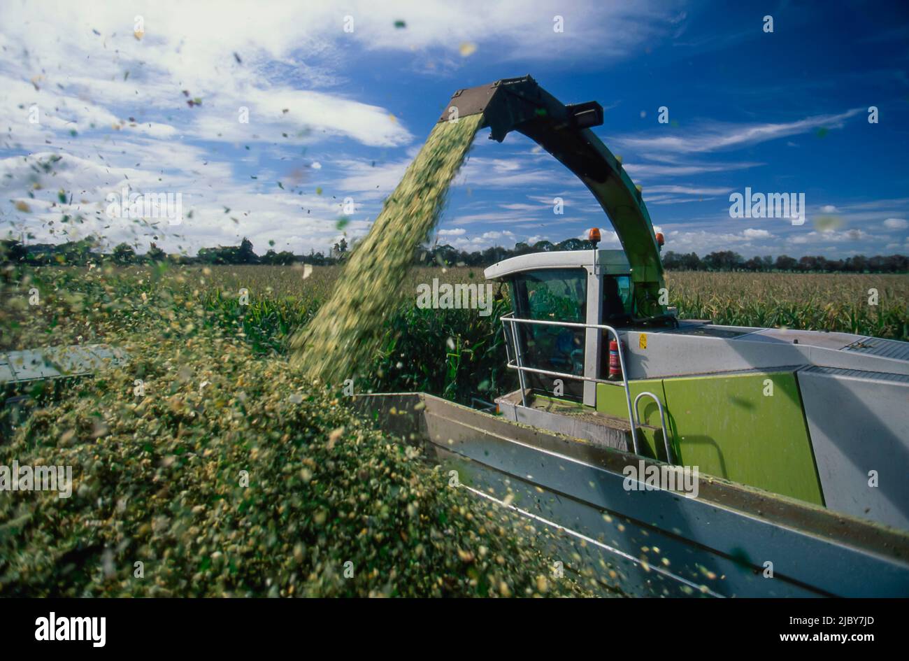 Large combine harvester harvesting maize crop Stock Photo - Alamy