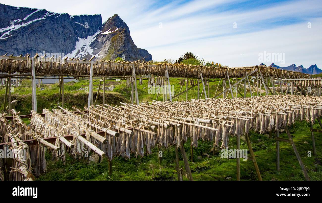 Cod fish drying in racks, Reine Island, Lotofon Islands, Norway Stock ...