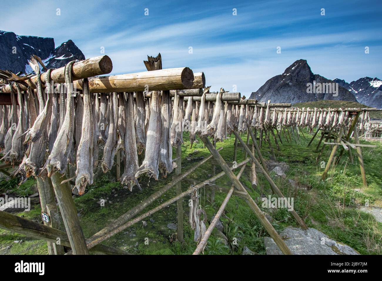 Cod fish drying in racks, Reine Island, Lotofon Islands, Norway Stock ...