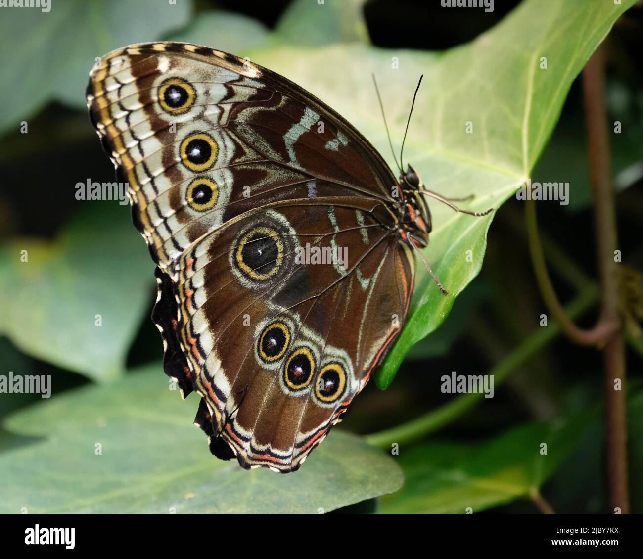 With its wings closed, the Blue Morpho Butterfly shows an incredible ...