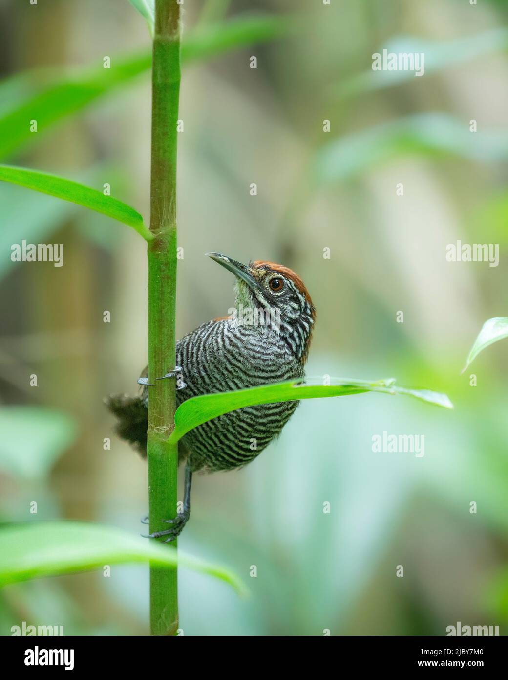 The Riverside Wren (Cantorchilus semibadius) is endemic to Costa Rica ...