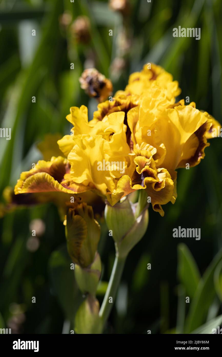 Iris 'Night Halo' Stock Photo - Alamy