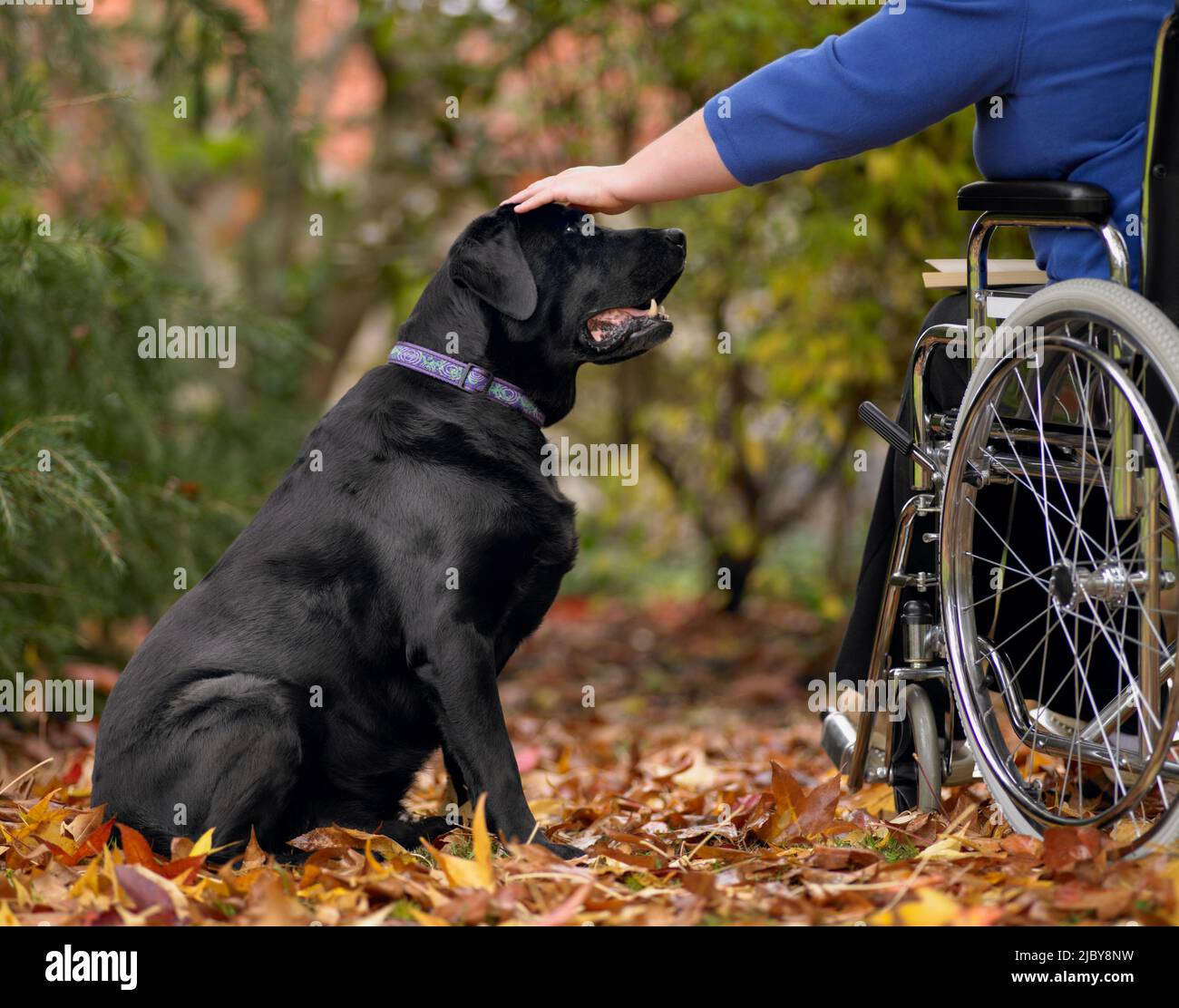 Woman in a wheelchair patting old black labrador dog Stock Photo - Alamy