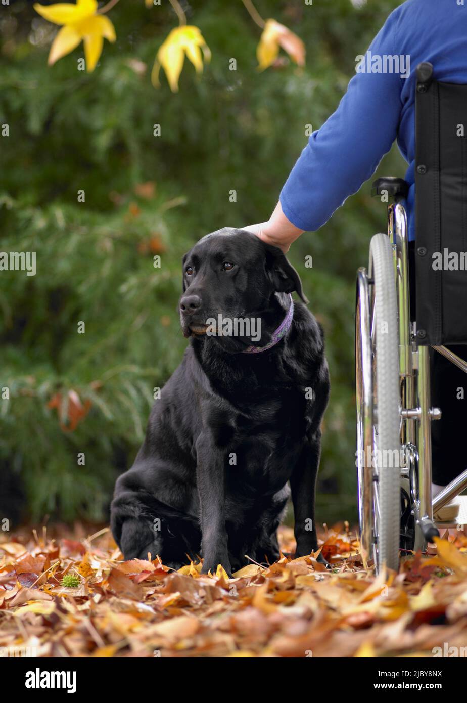 Back view of woman in a wheelchair patting old black labrador dog Stock ...