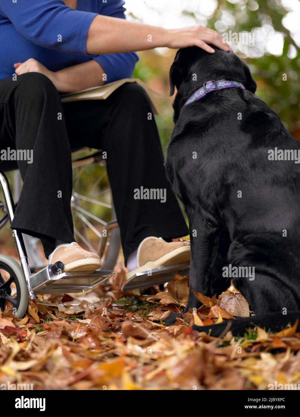 Front view of woman in a wheelchair patting old black labrador dog ...