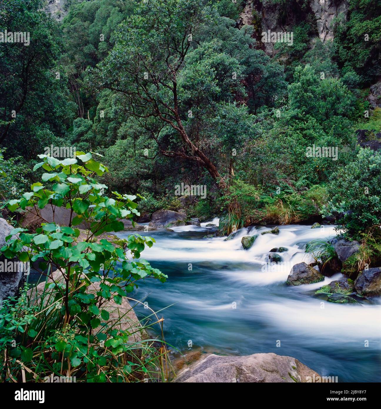 Fast flowing river in native New Zealand wilderness Stock Photo - Alamy