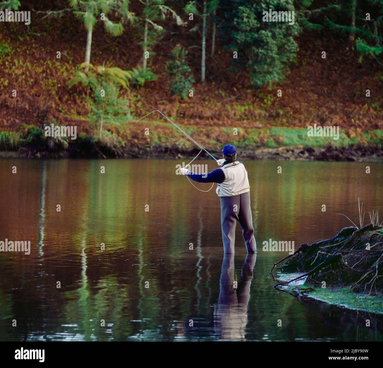 Back view of man wading in water and casting line fishing for trout in ...