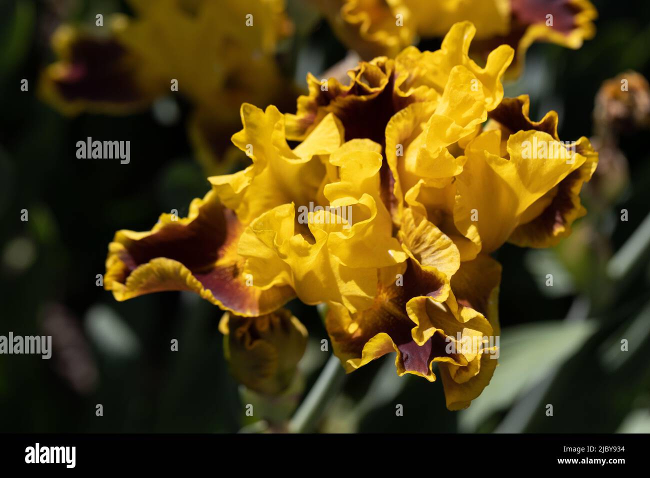 Iris 'Night Halo' Stock Photo - Alamy