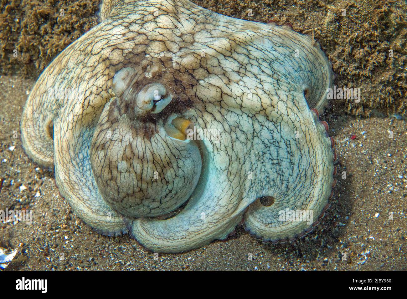 Octopus in St. Lucia Stock Photo - Alamy