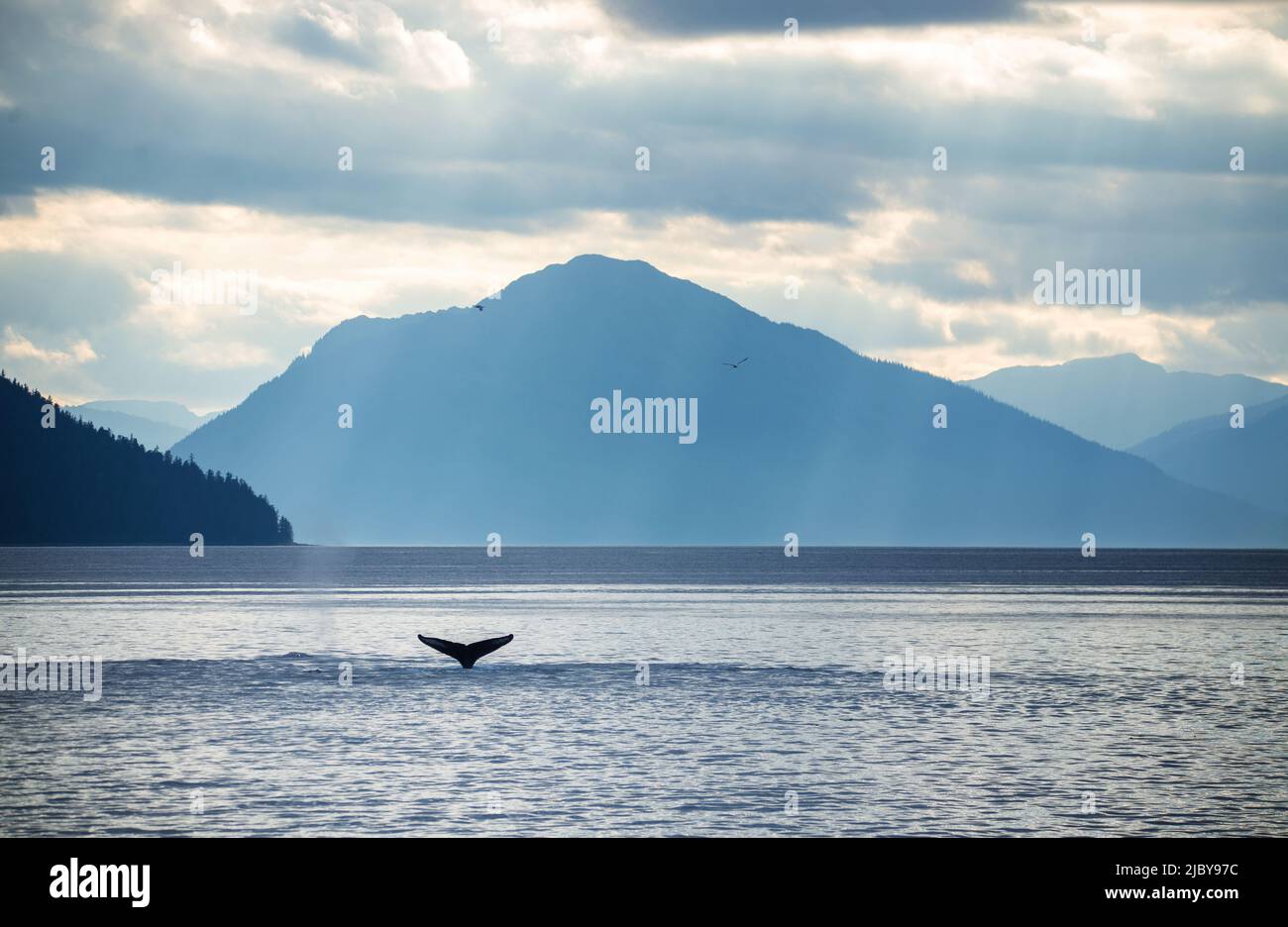 Whale tail, sunset, Alaska Stock Photo - Alamy