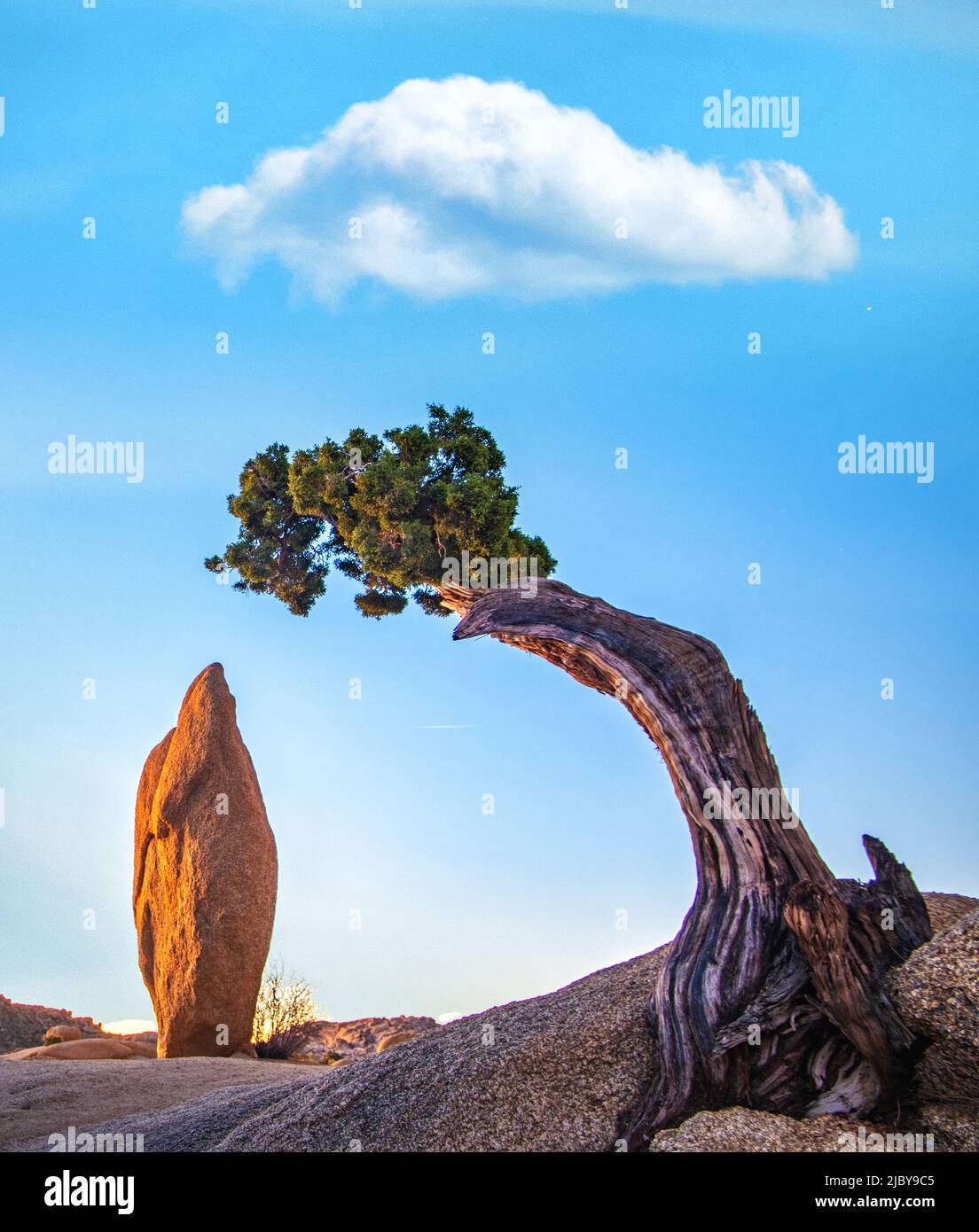 Tree and balancing rock in Joshua Tree National Park, California Stock ...