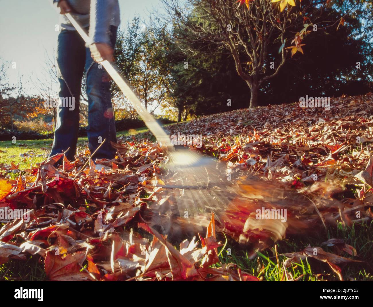 Woman tidying autumn leaves hi-res stock photography and images - Alamy