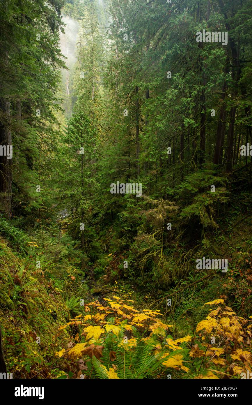 Fall colors in the forest hi-res stock photography and images - Alamy