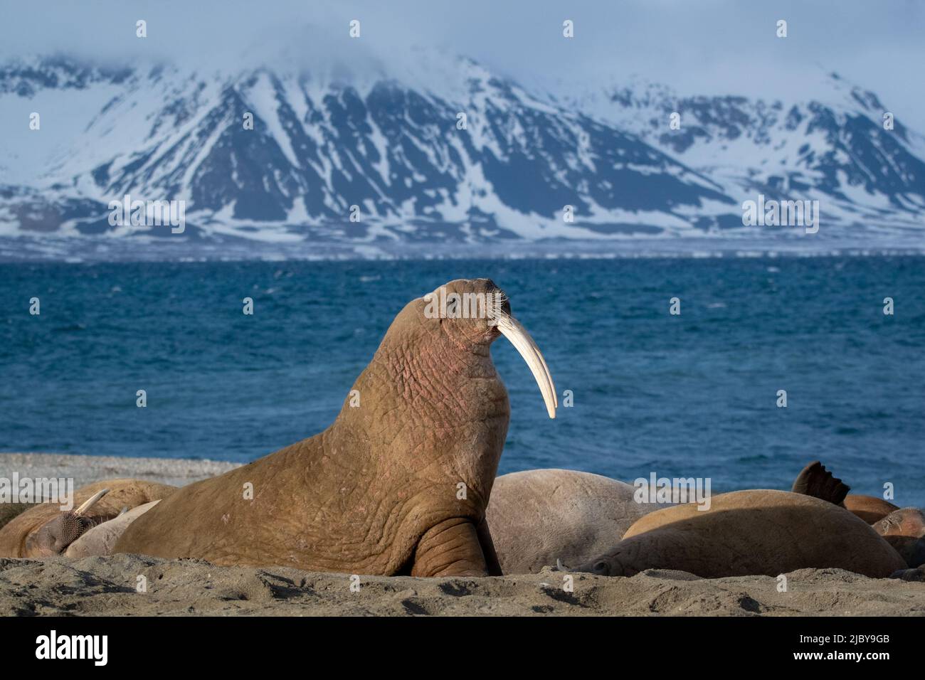 Walrus (Odobenus rosmarus) Svalbard Norway Stock Photo - Alamy