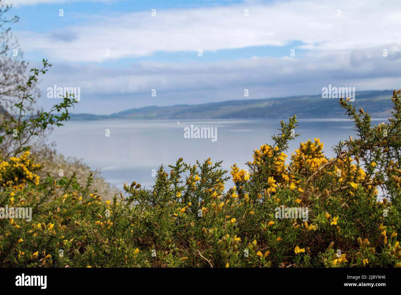 Gorse trees bushes view hi-res stock photography and images - Alamy